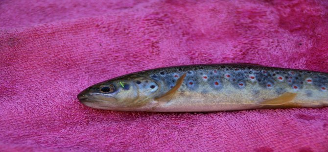 Rize Alabalığı Markalandıktan 200 Gün Sonra Kendini Gösterdi