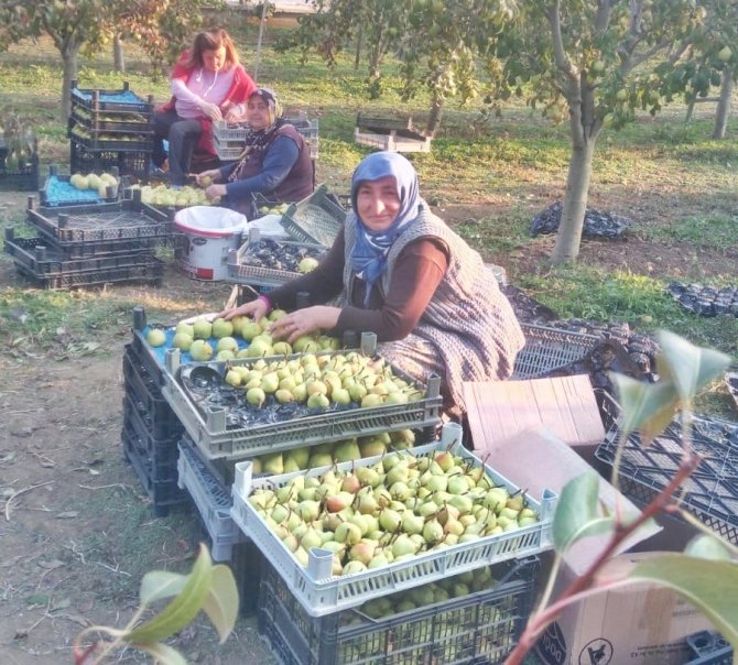 Sungurlu’da Deveci Armudu Hasadı