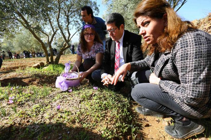 Yatağan’da İlk Safran Hasadı