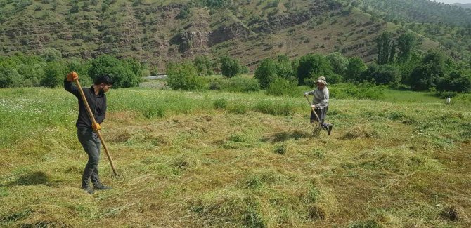 Derecik’te Tırpanla Ot Biçme Sezonu Başladı