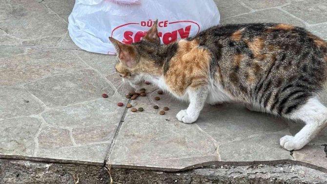 Otomobilde Saatlerce Aradılar, Yaramaz Kedi Bakın Nasıl Çıktı