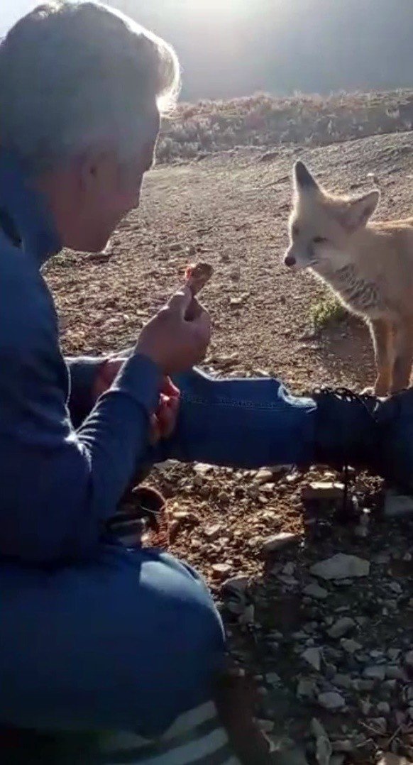 Tilkiyi Elleriyle Besleyip Su Verdi