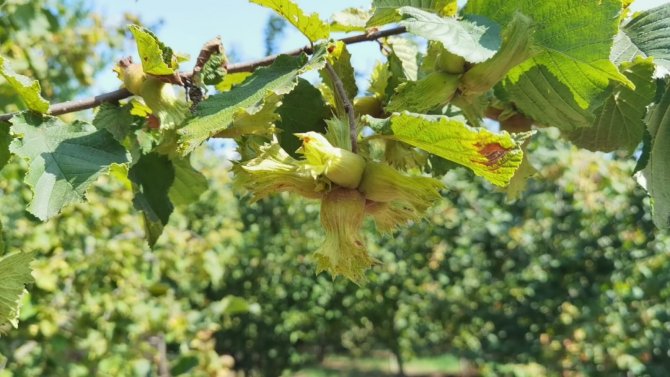 Bursa’da Fındık Hasadı Başladı; 66 Milyon Tl Gelir Getirecek