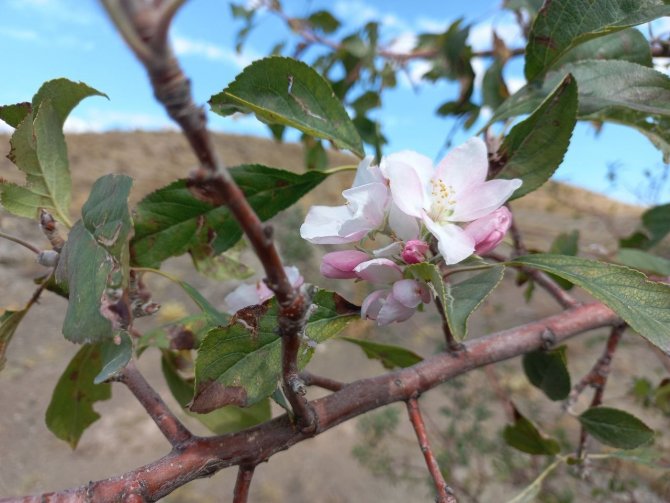 Eylül Ayında Elma Ağacı Çiçek Açtı