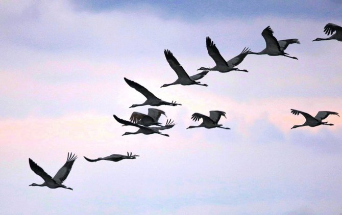 Kızılırmak Deltası’nda Turna Sürüsü Görüntülendi