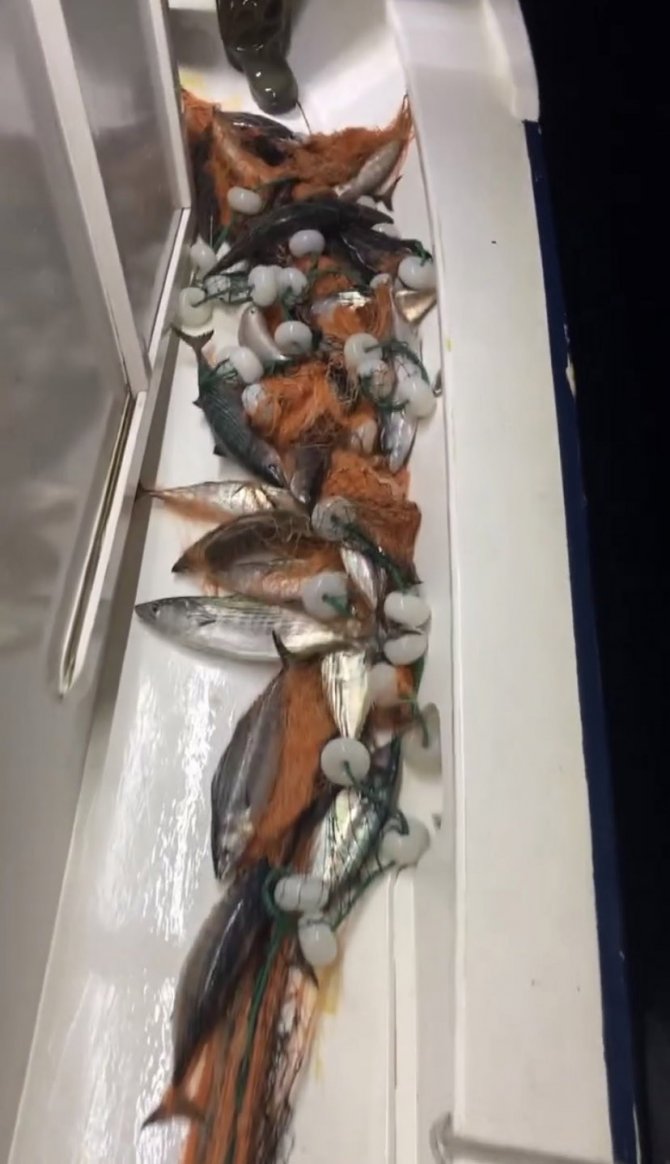 Çanakkale Boğazı’nda Ağlarına Tek Seferde Yaklaşık 2 Bin Palamut Takıldı