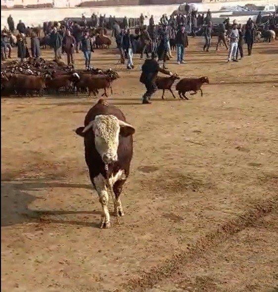 Mezbahaneden Kaçan Boğa Hayvan Pazarını Birbirine Kattı: 1 Yaralı