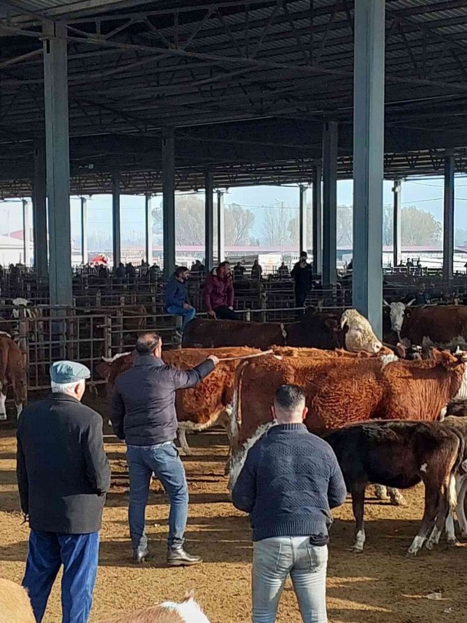 Mezbahaneden Kaçan Boğa Hayvan Pazarını Birbirine Kattı: 1 Yaralı
