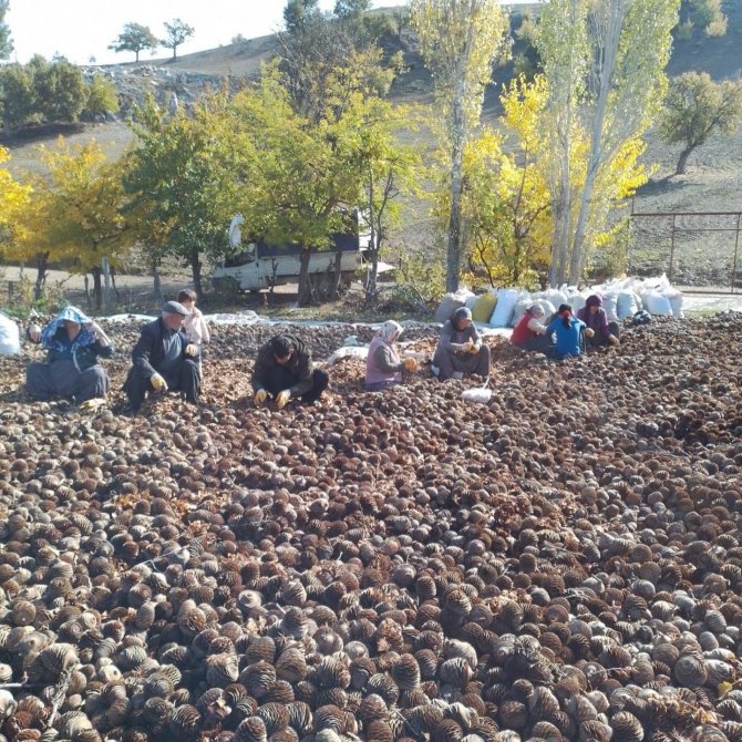 Feke’de Sedir Tohumları Toprakla Buluşuyor
