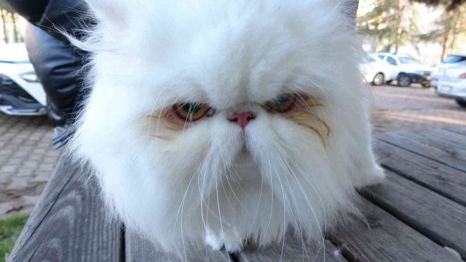 Mikro Çip Uygulamasının Bitmesine Bir Gün Kala Tarım İ̇l Müdürlüğünde ...