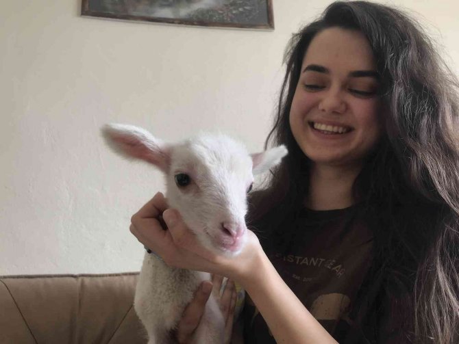 Koyunun Kuzusuna Yapmadığı Anneliği Sahibi Yaptı