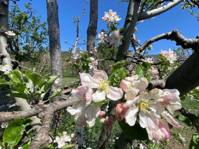 Eğirdir’de Elma Ağaçları Çiçek Açtı